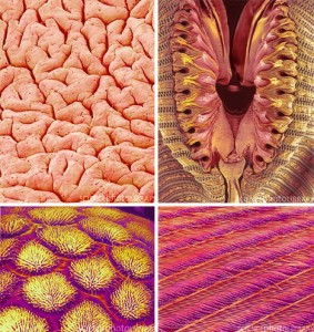 Look Closer: Stunning Up-Close Electron Microscope Art | Gadgets ...