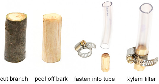 DIY Tree Branch Filter Strains 99% of E Coli from Water | Gadgets ...